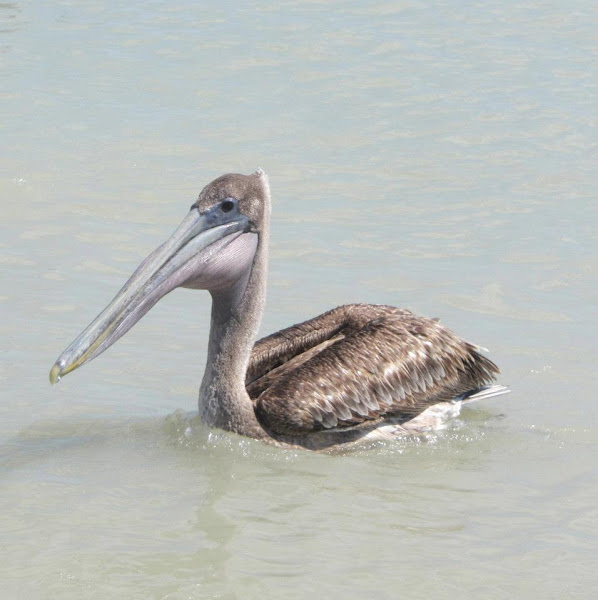 Pelican | Project Noah