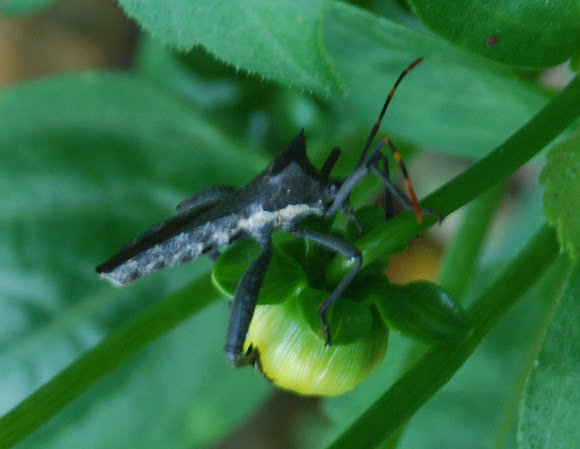 Twig Wilter Bug | Project Noah