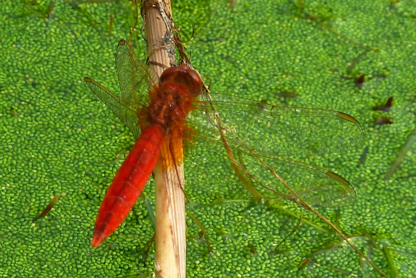 Scarlet Darter | Project Noah