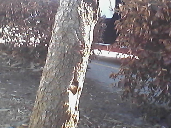 Spotting | Project Noah