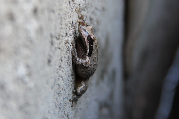 Baja California Tree Frog | Project Noah