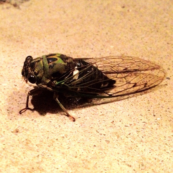 Scissors Grinder Cicada (Female) | Project Noah