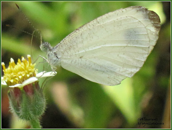 Psyche Butterfly | Project Noah