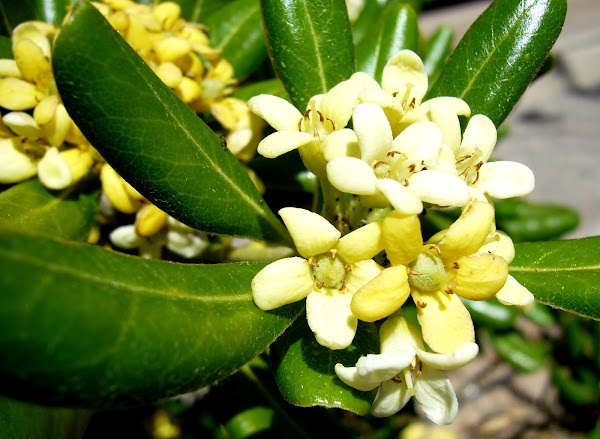 Azahar de la china | Project Noah