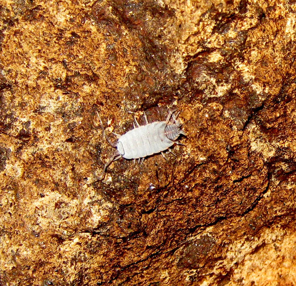 Cave Isopod | Project Noah