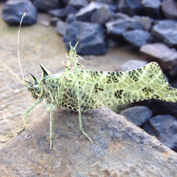 Lichen katydid | Project Noah