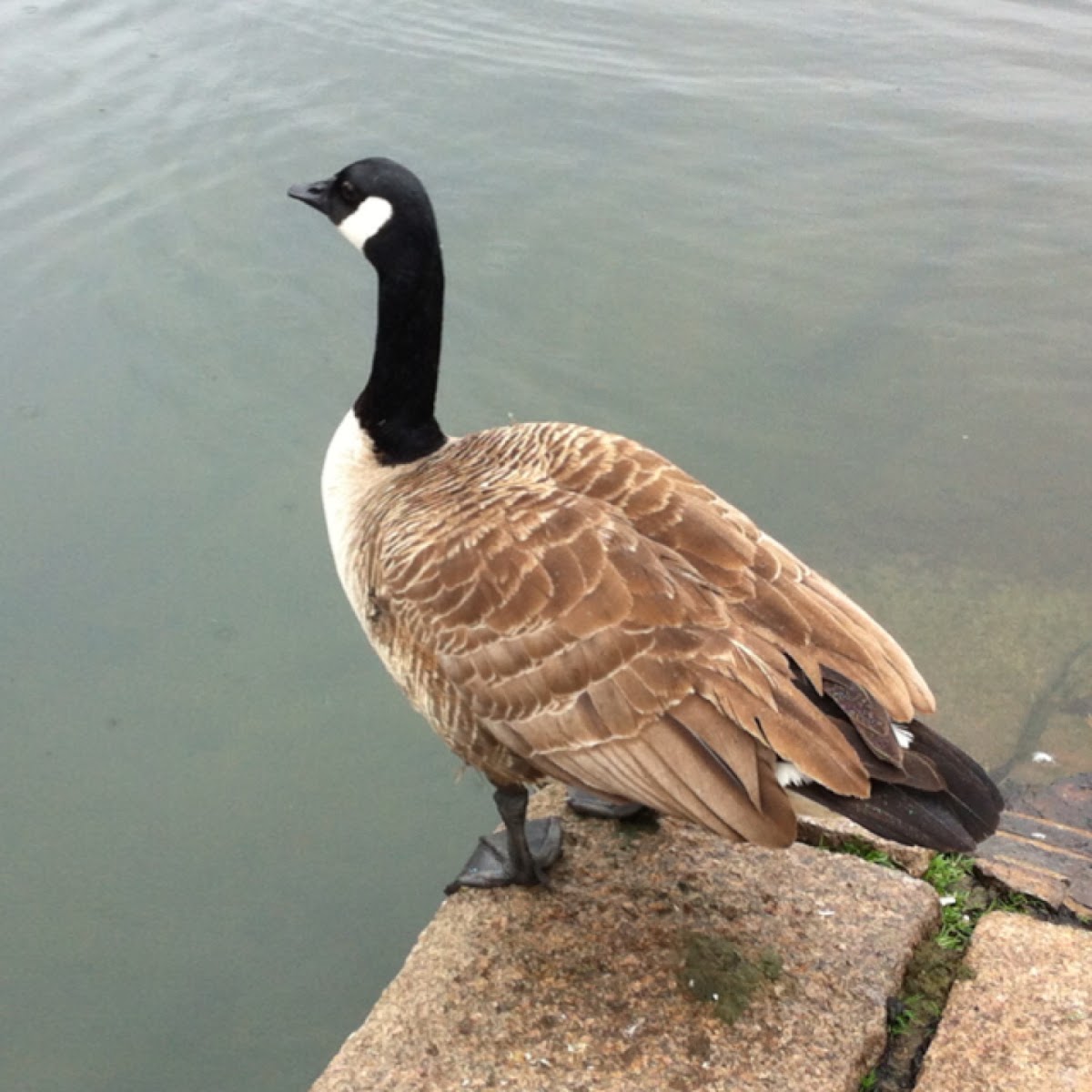 Canada goose | Project Noah