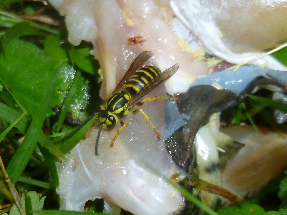 Southern Yellowjacket | Project Noah