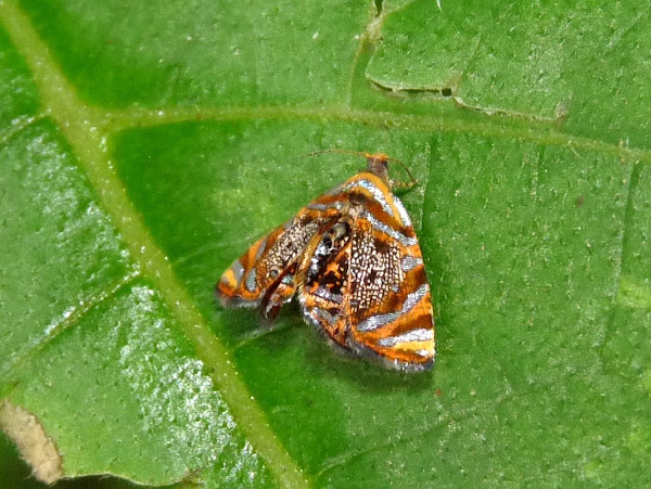 Metalmark Moth | Project Noah