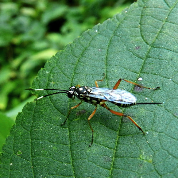 Lemon tree borer | Project Noah