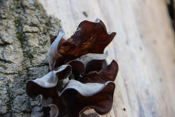 Snow Ear | Project Noah