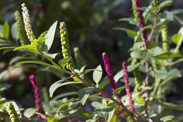 Inkberry | Project Noah