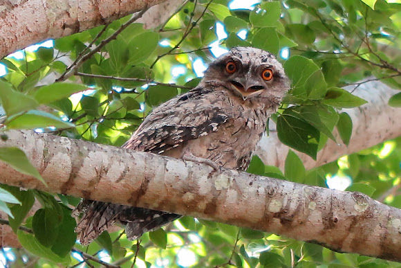 Tawny Frogmouth (young juvenile) | Project Noah
