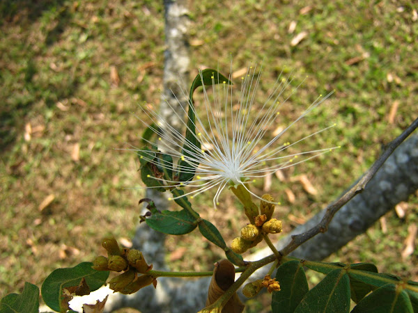 Inga flower (Ingazeira, Brazil) | Project Noah