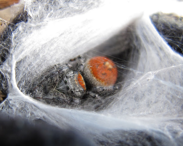 Jumping Spider (Gravid) | Project Noah