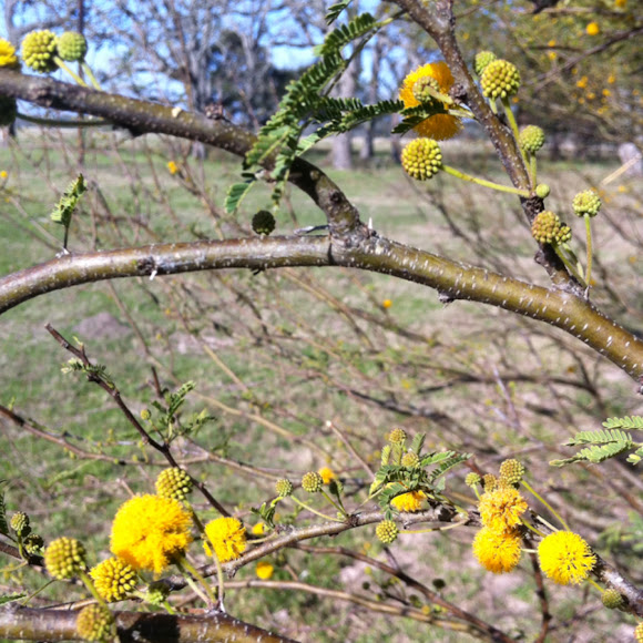 Huisache tree | Project Noah