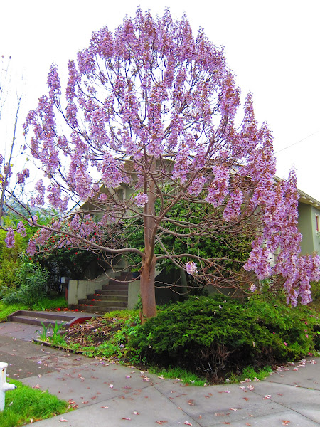 Empress Tree | Project Noah