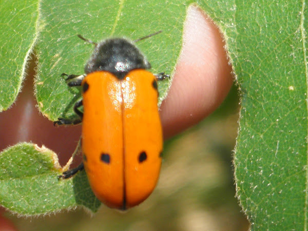 Clytra sexpunctata | Project Noah