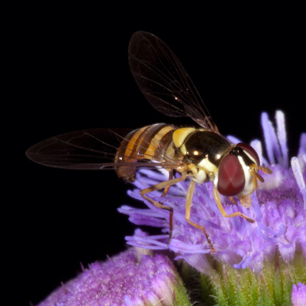 Bee mimic fly | Project Noah