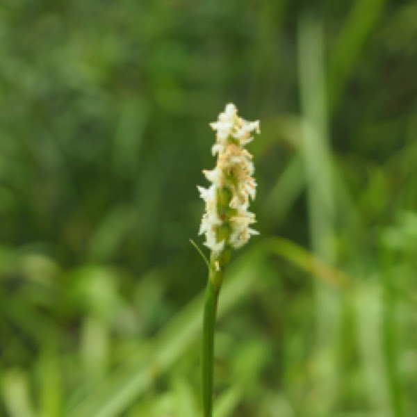 Seashore centipede grass | Project Noah