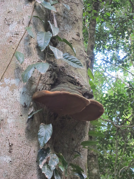 Queensland Red Cedar | Project Noah