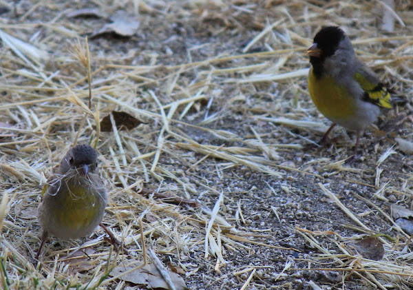 Lawrence's Goldfinch | Project Noah