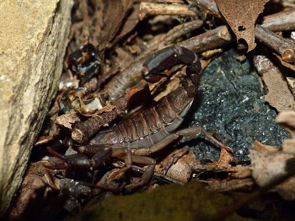Southern unstriped scorpion | Project Noah