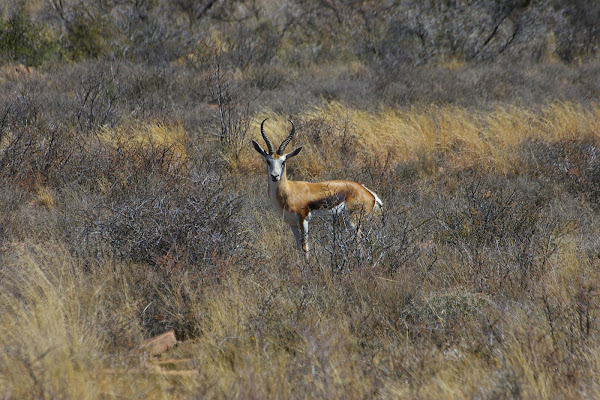 Springbok | Project Noah