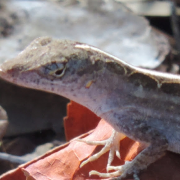 Brown Anole | Project Noah