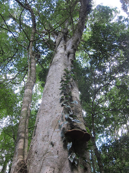 Queensland Red Cedar | Project Noah