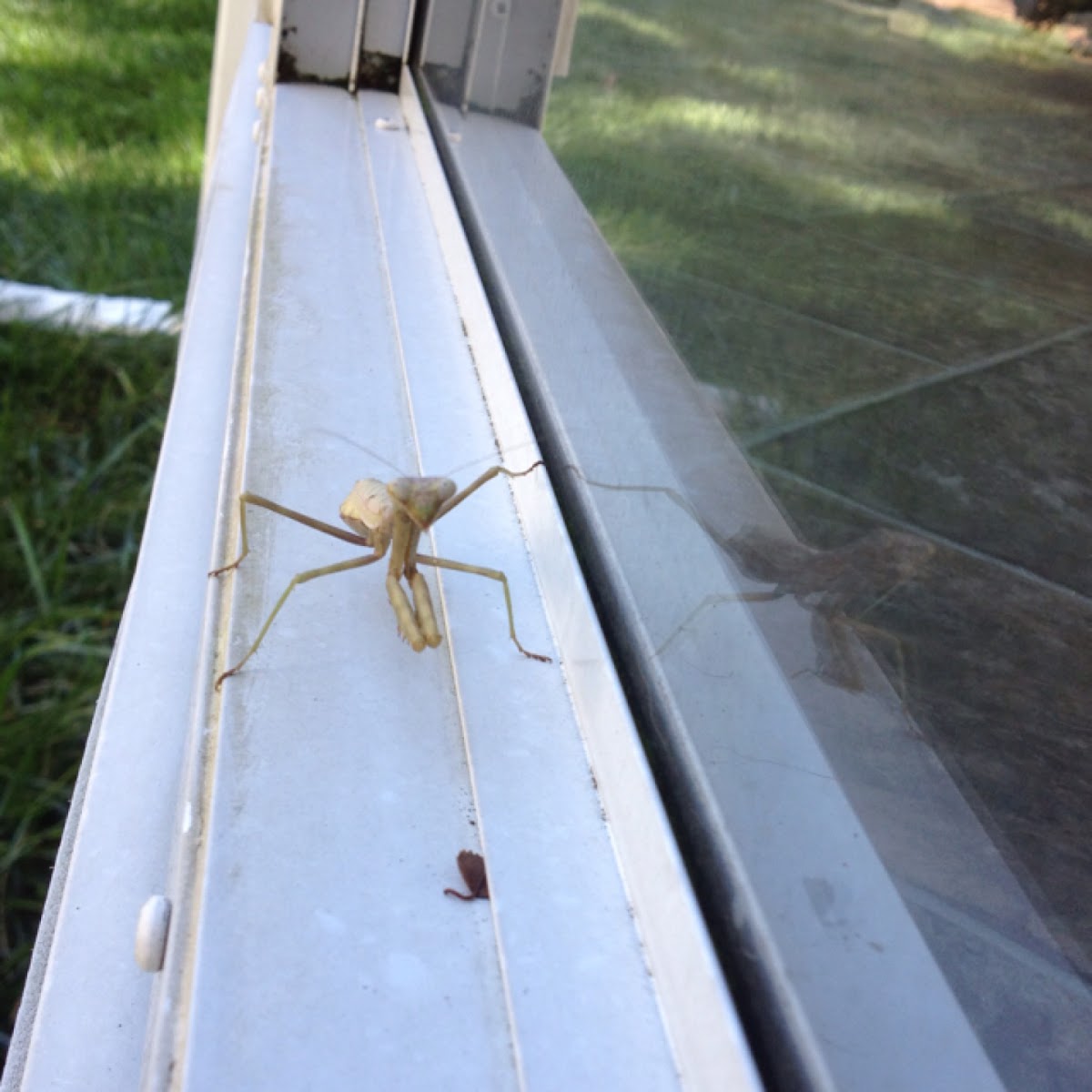 Female Carolina Mantis | Project Noah