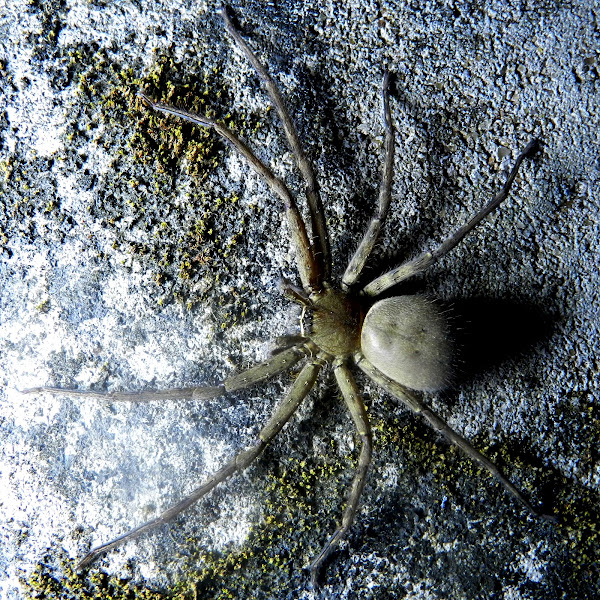 Huntsman spider | Project Noah