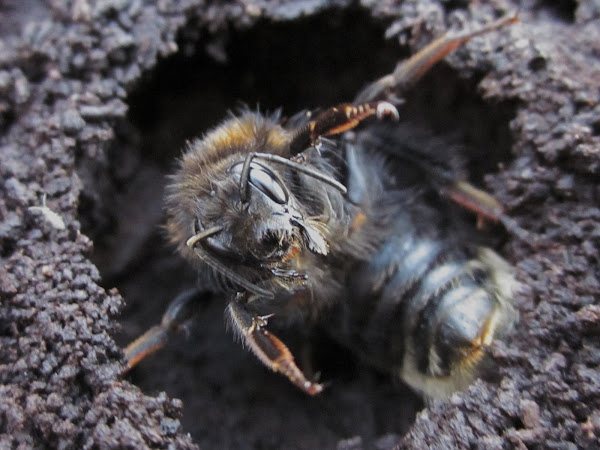 Barbut's Cuckoo-bee (in the hibernation-hideout) | Project Noah