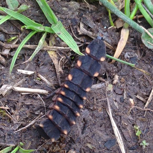 Common Glow-worm (larva) | Project Noah
