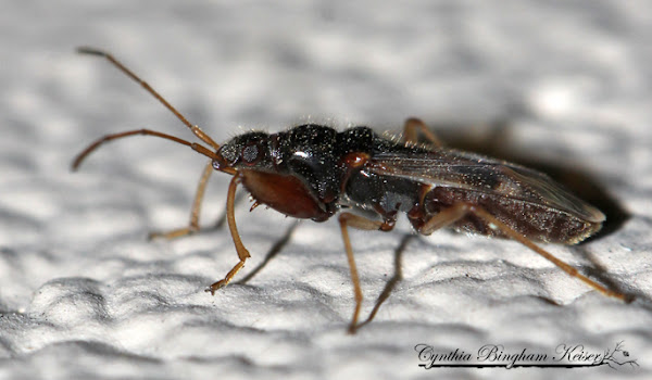 Dirt-colored Seed Bug | Project#N# Noah