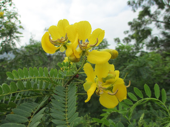 Ranawara | Project Noah