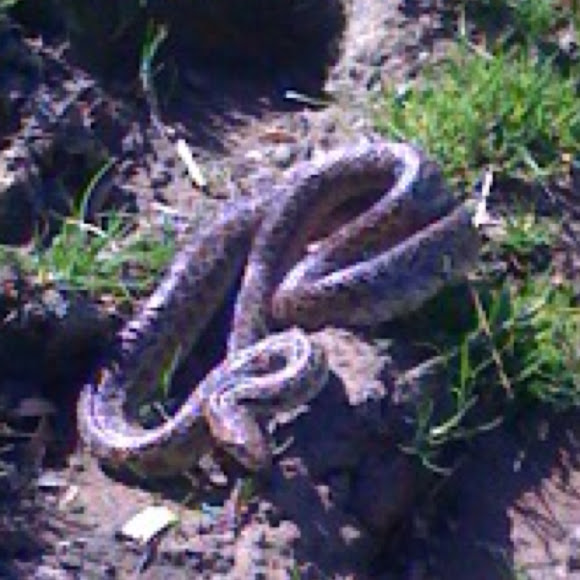 Gopher Snake | Project Noah