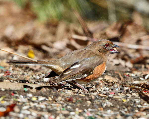 Eastern Towhee (female) | Project Noah