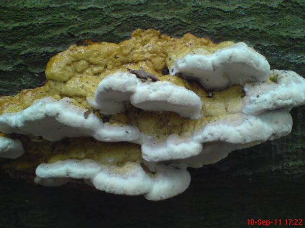 Antrodia serialis | Project Noah