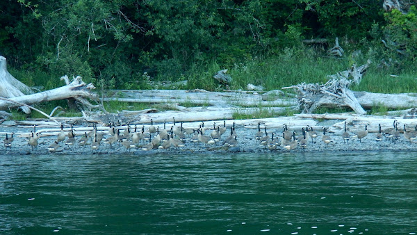 Canada Goose | Project Noah