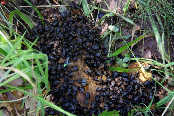 Onitis | Project Noah