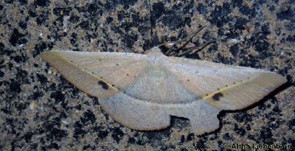 Partaker | Project Noah