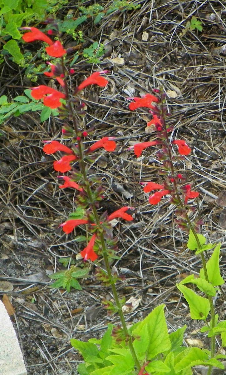 Tropical Sage | Project Noah