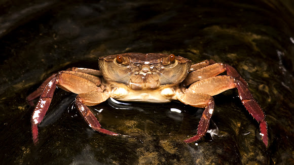 Freshwater Crab | Project Noah