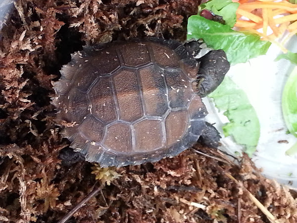 Tortoise | Project Noah