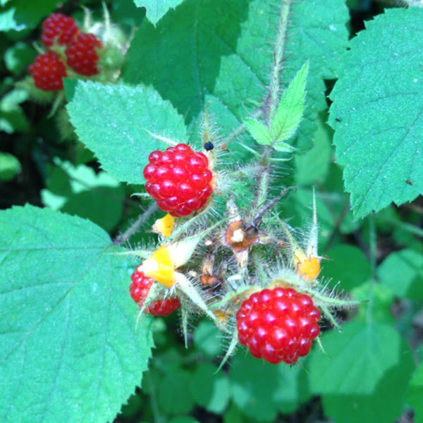 Raspberry | Project Noah