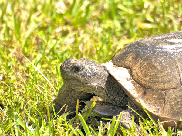 Gopher tortoise | Project Noah