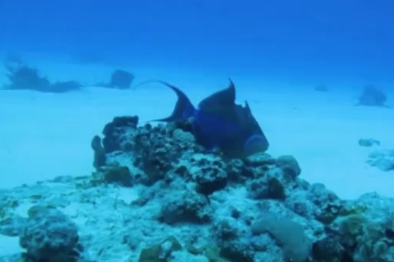 Queen Trigger | Project Noah