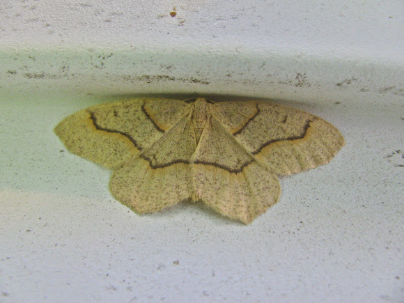 Hemlock Looper | Project Noah