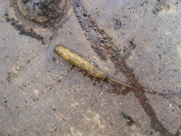 Rat-tailed maggot | Project Noah